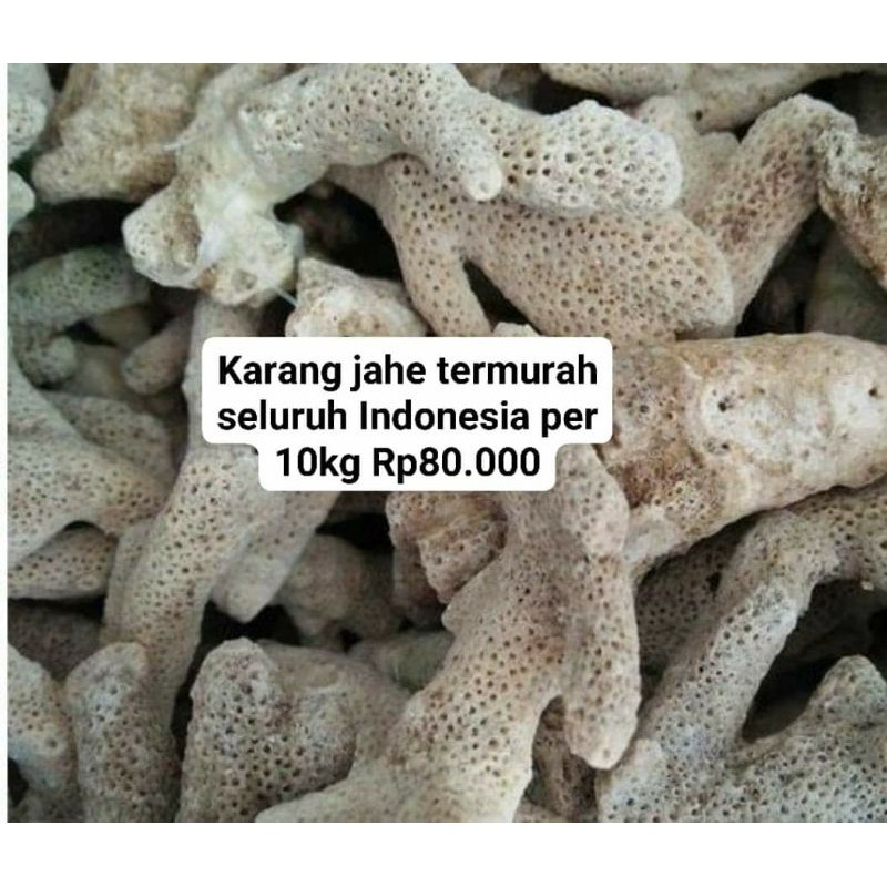 Jual 10kg Kaka karang jahe menstabilkan pH air kolam dan akuarium ikan ...