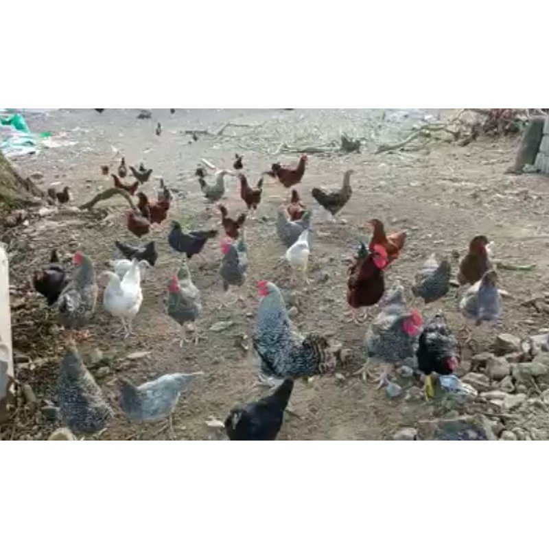 Jual Telur ayam hasil silangan Black australorp x Barred Plymouth Roc x ...