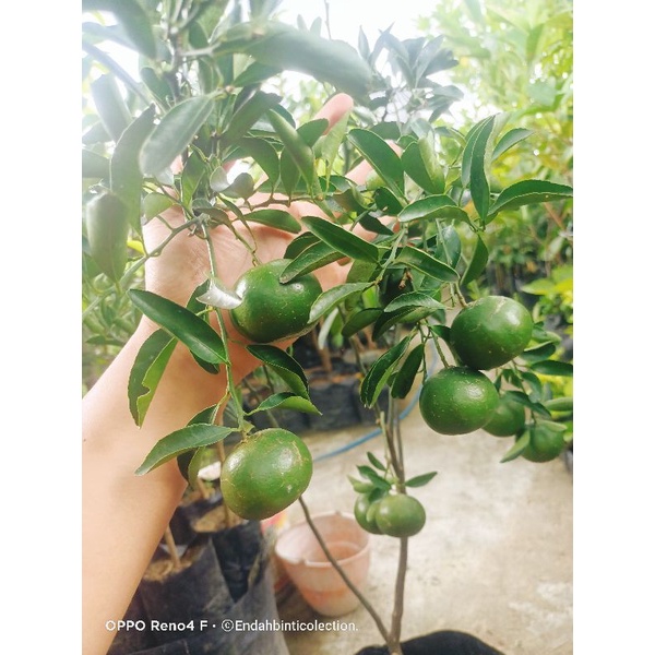 Jual Bibit Tabulampot Jeruk Santang Madu Asli Berbunga Berbuah Genjah | Shopee Indonesia