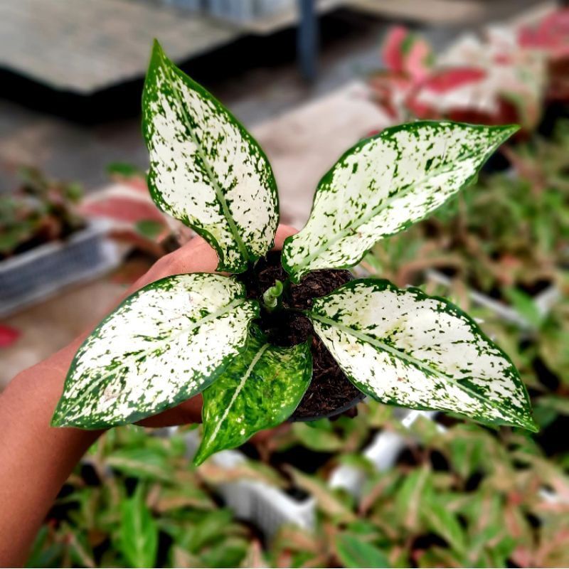 Jual Tanaman Hias Aglonema Red Anjamani Mutasi / Tanaman Hias Anakan ...