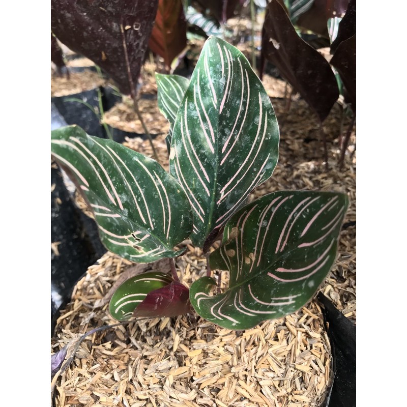 Jual TANAMAN HIAS - CALATHEA ORNATA (BATIK) | Shopee Indonesia