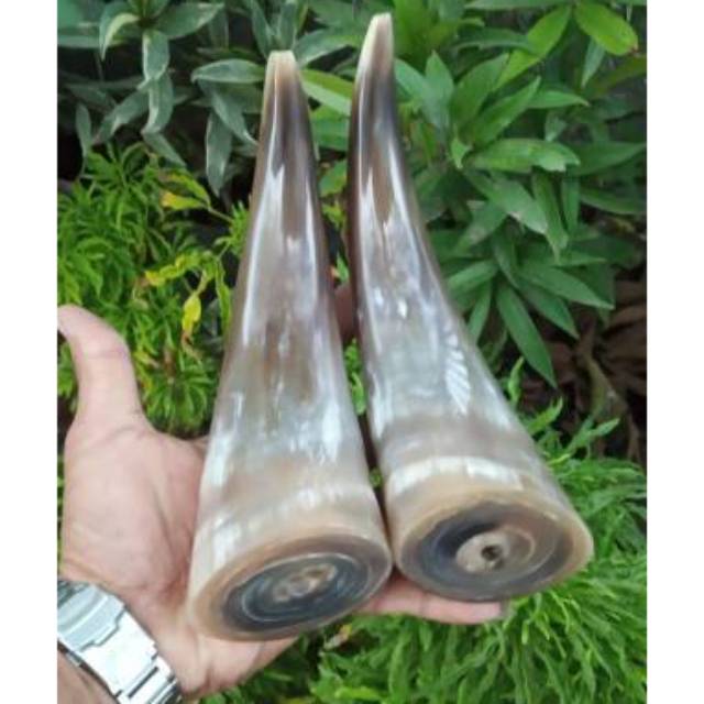 Jual Pipa once tanduk kerbau sapi bule isian | Shopee Indonesia