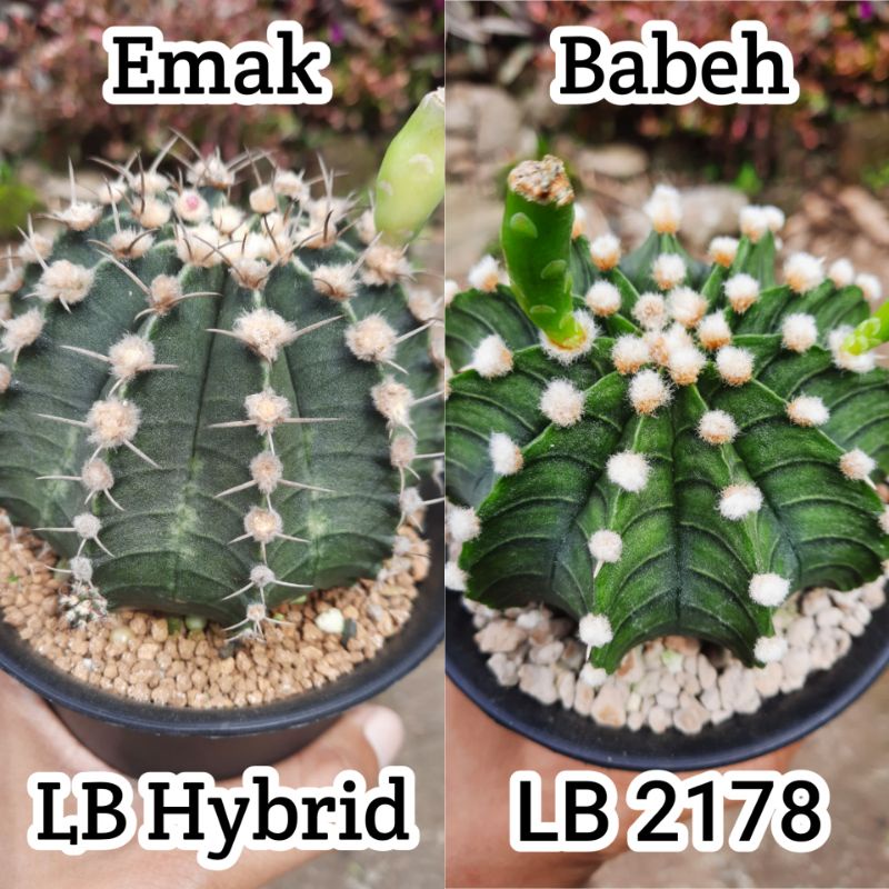 Jual BIJI KAKTUS GYMNO LB HYBRID x LB 2178 ( isi 75+ biji per Paket ) | Shopee Indonesia