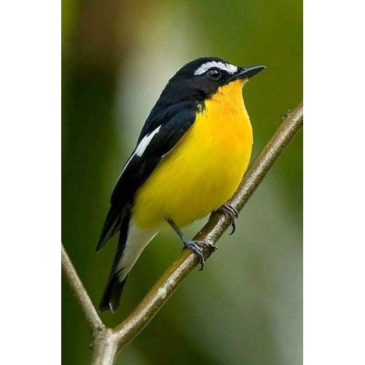 Jual burung sikatan emas jantan rawatan | Shopee Indonesia