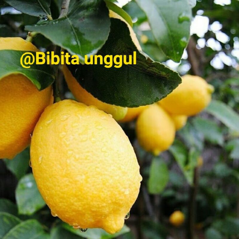 Jual Beli 2 gratis 1 anggur ( Bibit LEMON import jumbo ( bisa cod ...