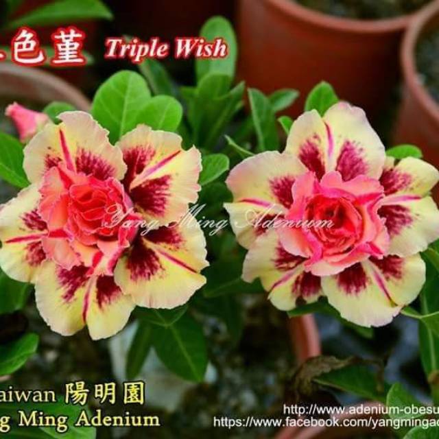 Jual Bibit bunga adenium triple wish | Shopee Indonesia