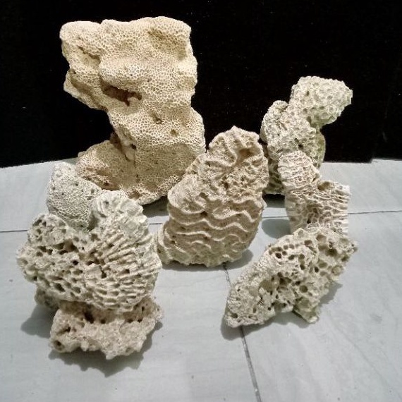 Jual BATU KARANG LAUT / KARANG METEOR NATURAL ALAM 1 KG | Shopee Indonesia