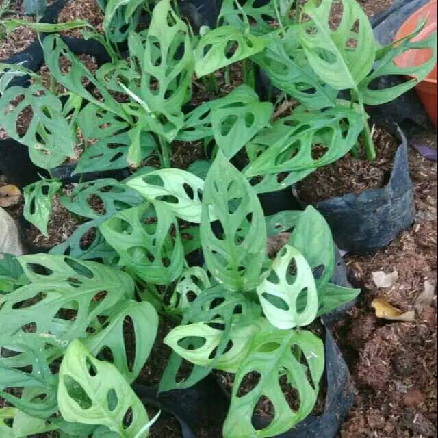 Jual Tanaman hias philodendron monstera oblikua pilo janda bolong ...