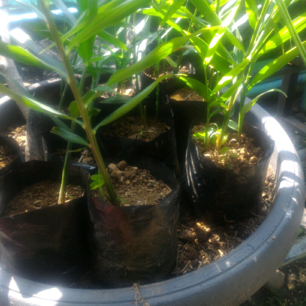 Jual Bibit Jahe Merah 5 Pohon | Shopee Indonesia