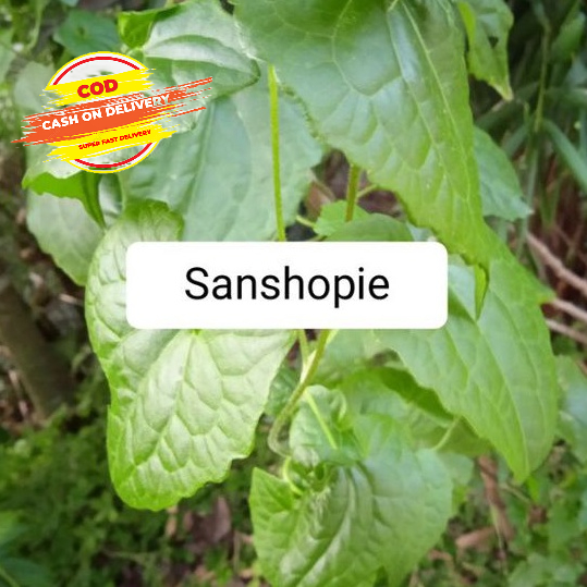 Jual Daun Sembung Rambat Segar fresh per 1 kg | Shopee Indonesia