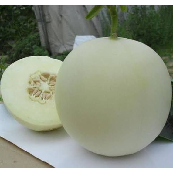 Jual 15 BUTIR BIJI MELON APEL SILVER LIGHT | Shopee Indonesia