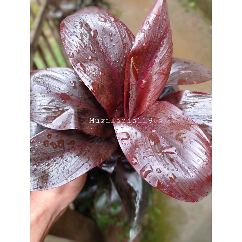 Jual TANAMAN HIAS HANJUANG MERAH / HANYUANG DAUN MINI | Shopee Indonesia
