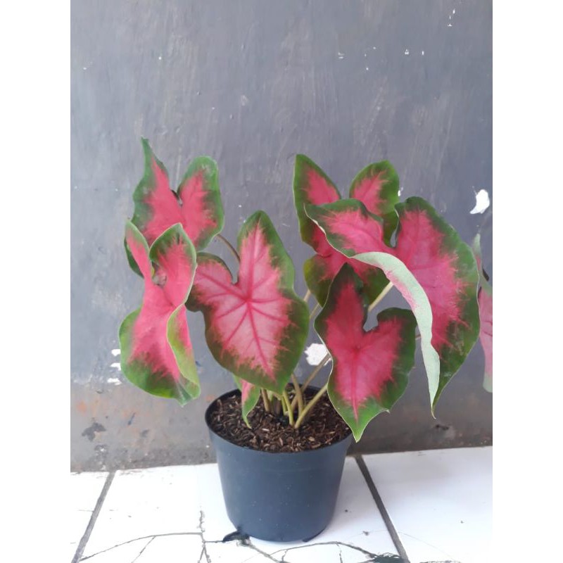 Jual kaladi liptin | Shopee Indonesia