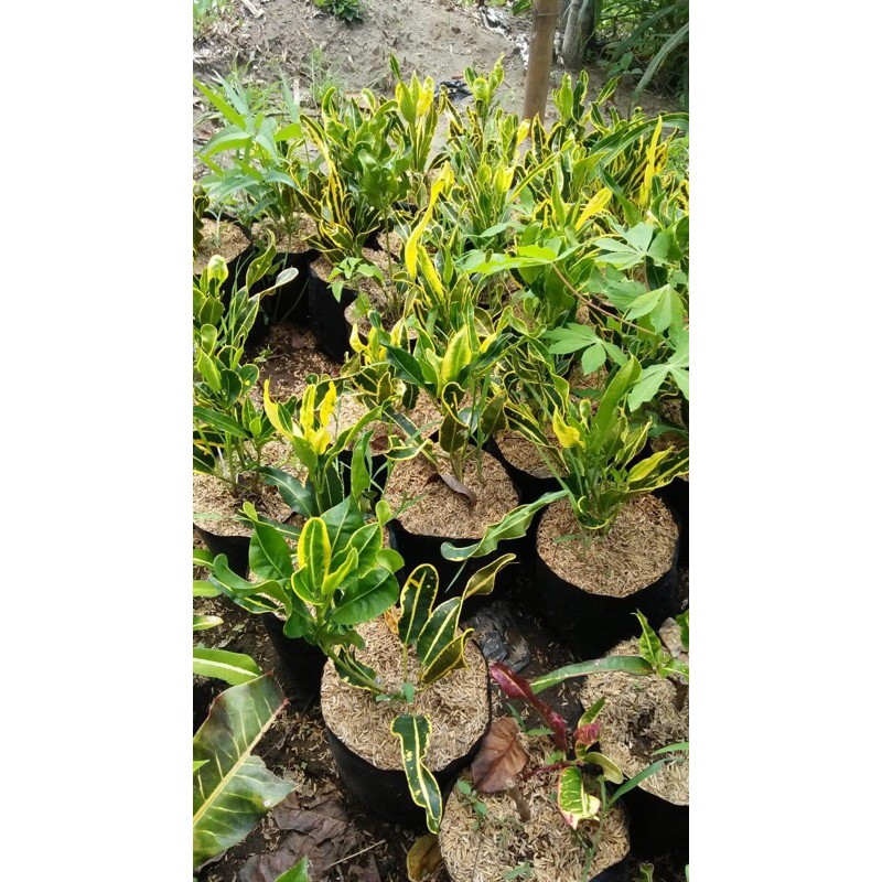 Jual puring bor | Shopee Indonesia