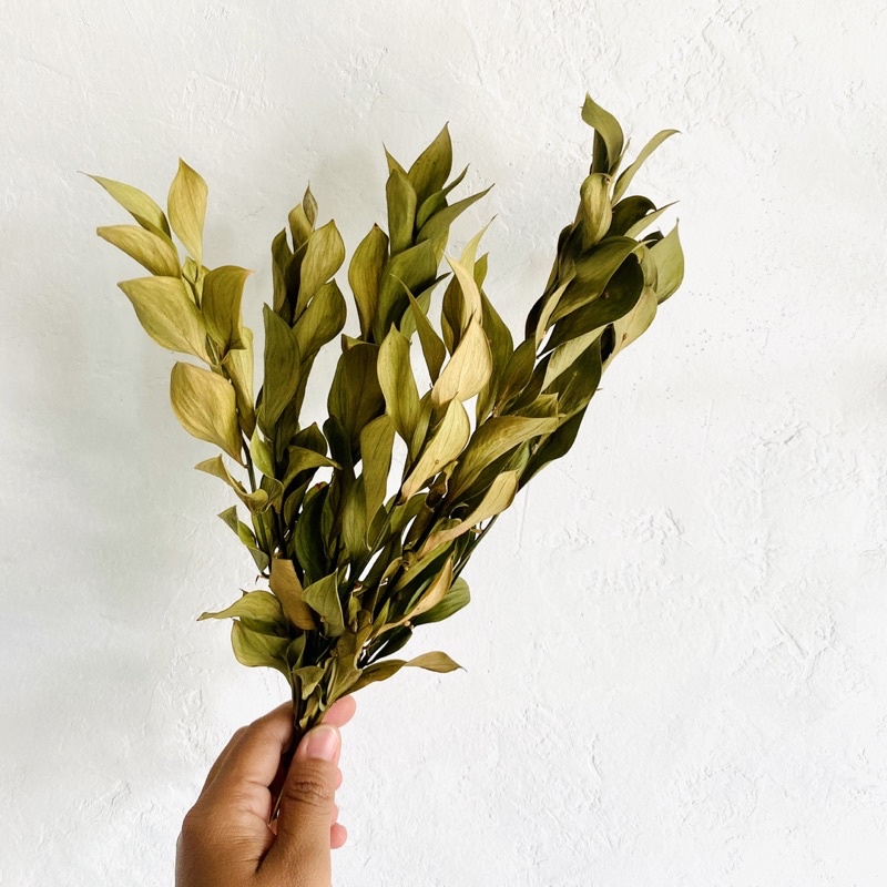 Jual Daun Ruskus Kering / Dried Flower | Shopee Indonesia