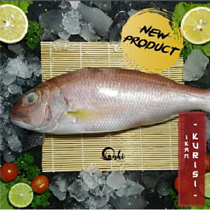 Jual Ikan kurisi PREMIUM LOKAL Segar dan Bergaransi /Pack | Shopee ...