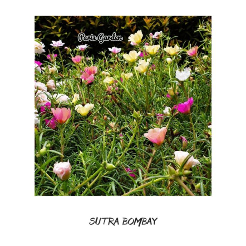 Jual TANAMAN HIAS SUTRA BOMBAY MOSE ROSE - KROKOT - BIBIT TANAMAN ...