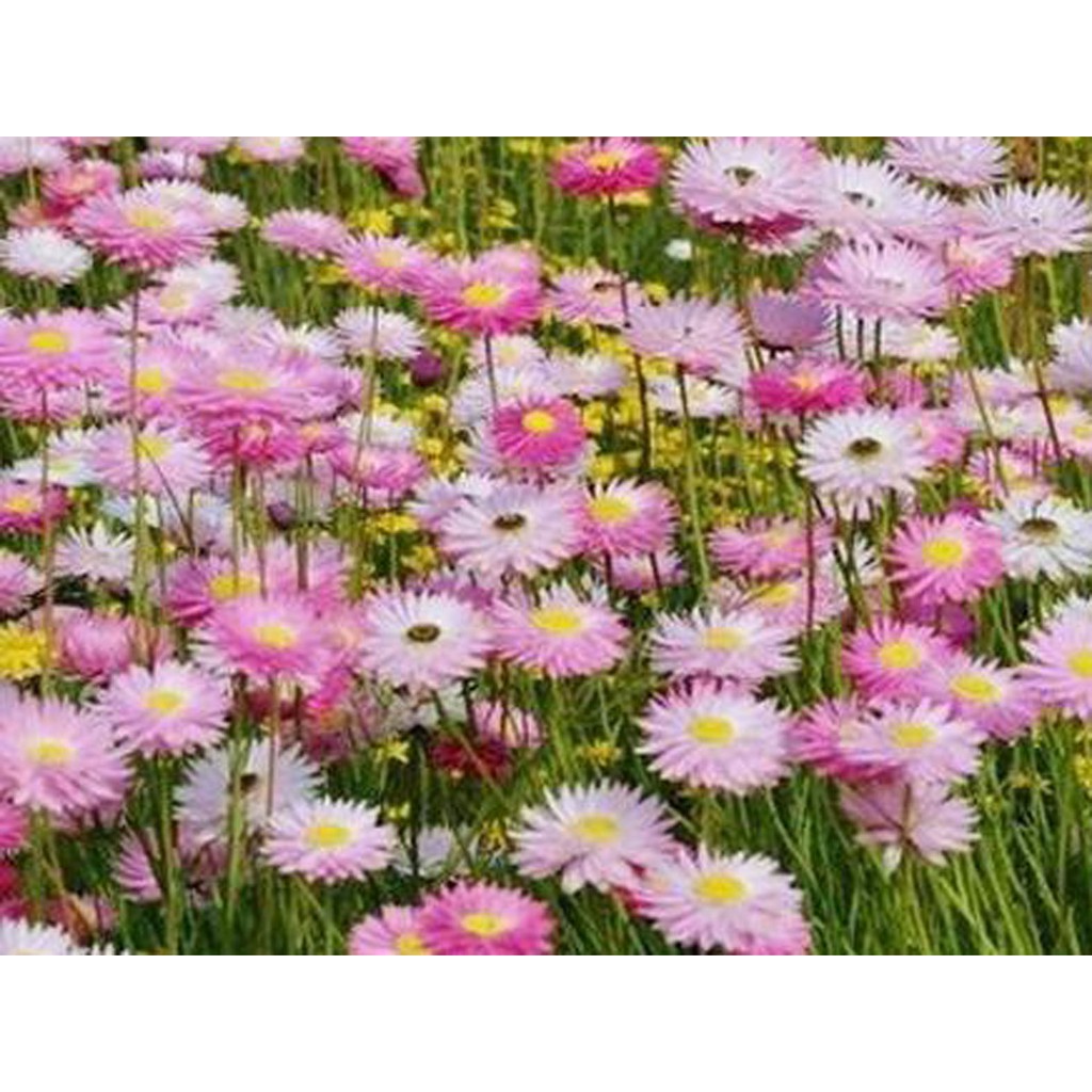 Jual Bibit Benih Biji Bunga Giant Double Mix Paper Daisy - Biji Tanaman ...