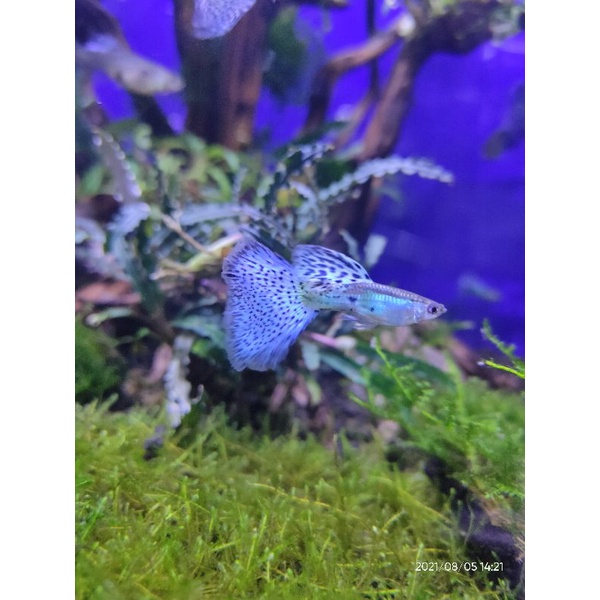 Jual IKAN HIAS GUPPY BLUE GRASS SEPASANG INDUKAN | Shopee Indonesia