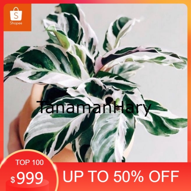 Jual tanaman hias calathea tissue - tanaman calathea white fusion - calathea | Shopee Indonesia