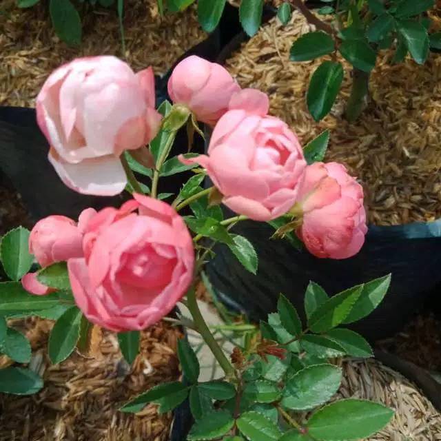 Jual BIBIT TANAMAN BUNGA MAWAR RAMBAT mangkok hidup /climbing rose ...
