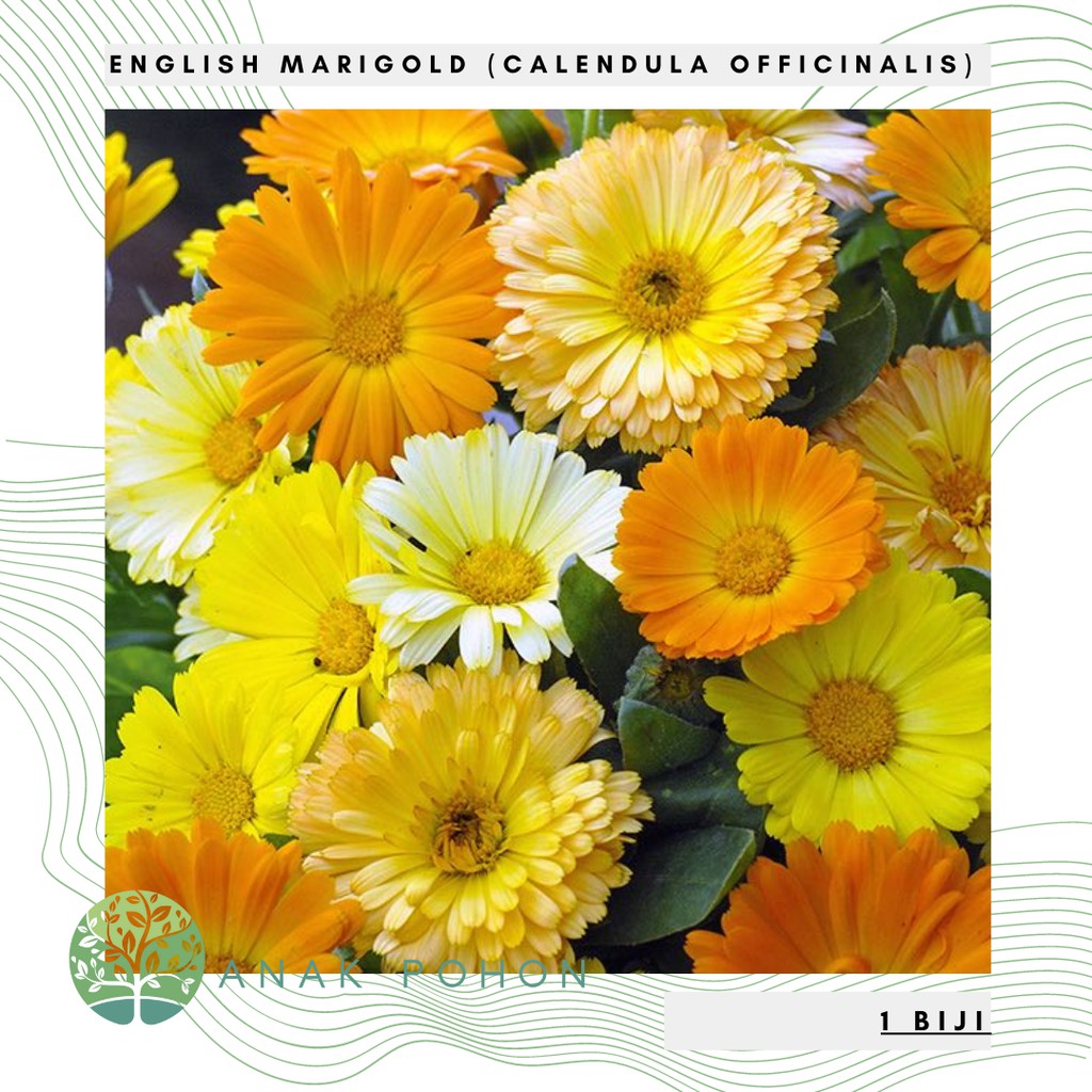 Jual Benih Bibit Biji - Bunga English Marigold (Calendula officinalis ...