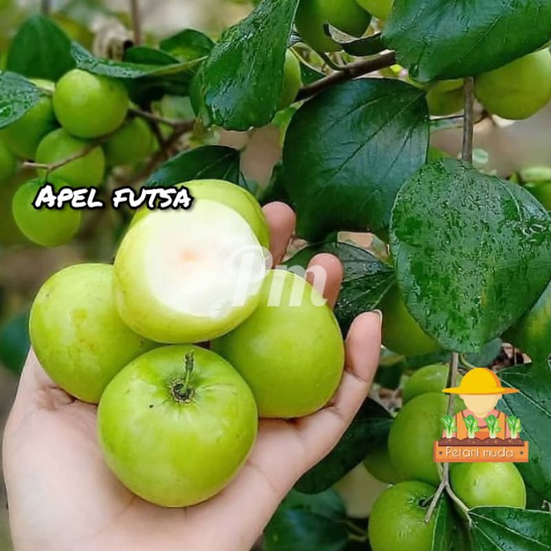 Jual Bibit Apel Futsa - Apel India Paling Genjah | Shopee Indonesia