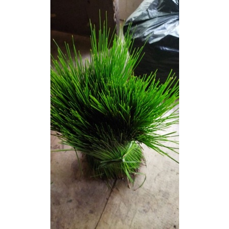 Jual Jual daun pinus segar 500gram ready stok | Shopee Indonesia