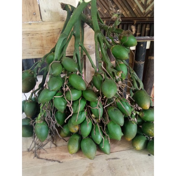 Jual Buah pinang muda 1 kg | Shopee Indonesia