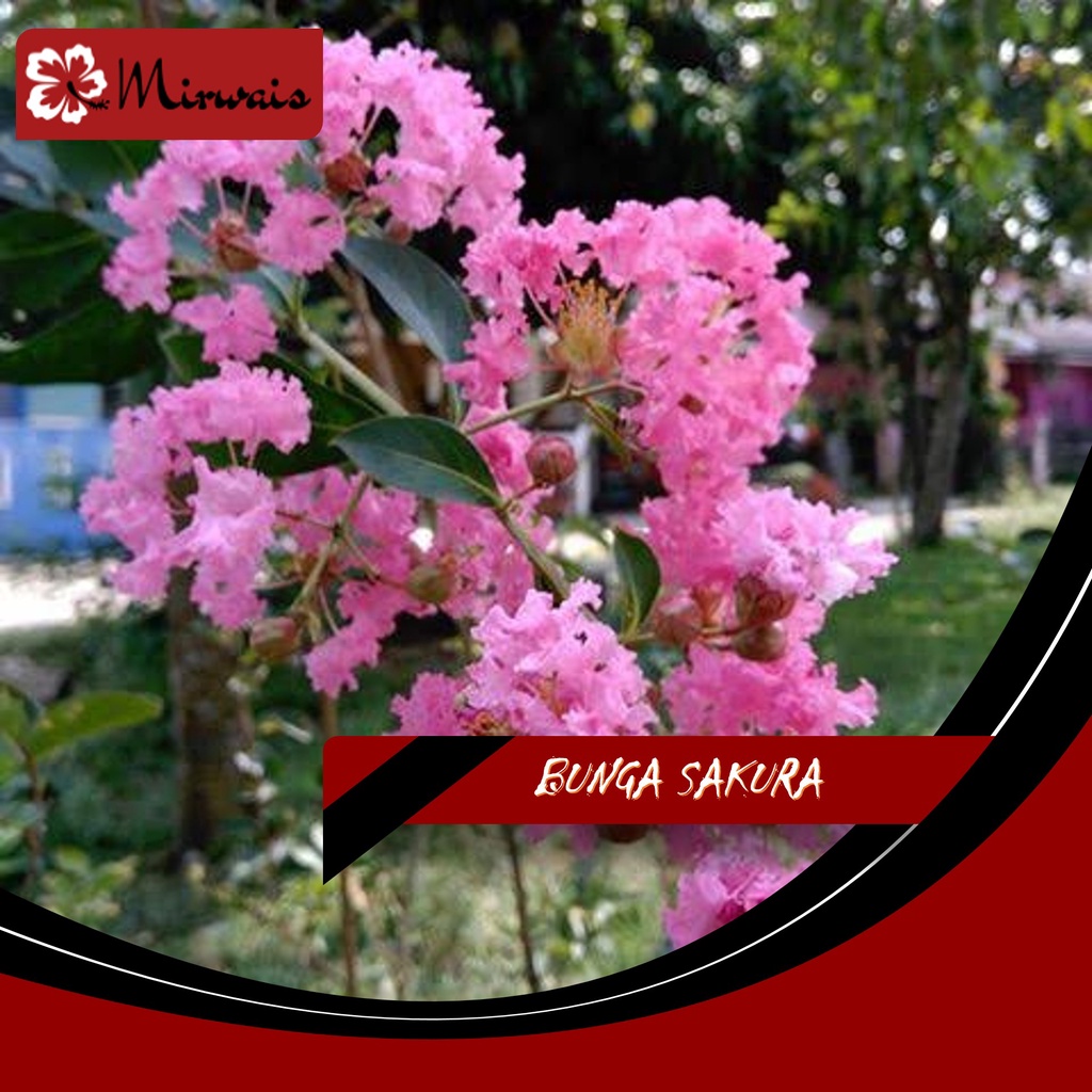 Jual Pohon Bunga Sakura Mini - (Mirwais) | Shopee Indonesia