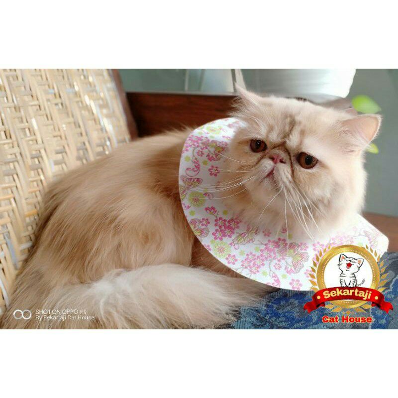 Jual Colar collar Kain Kucing dan Hewan Lain nya | Shopee Indonesia
