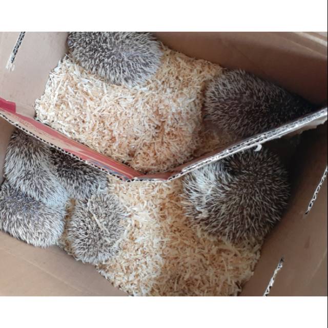 Jual Landak mini | Shopee Indonesia