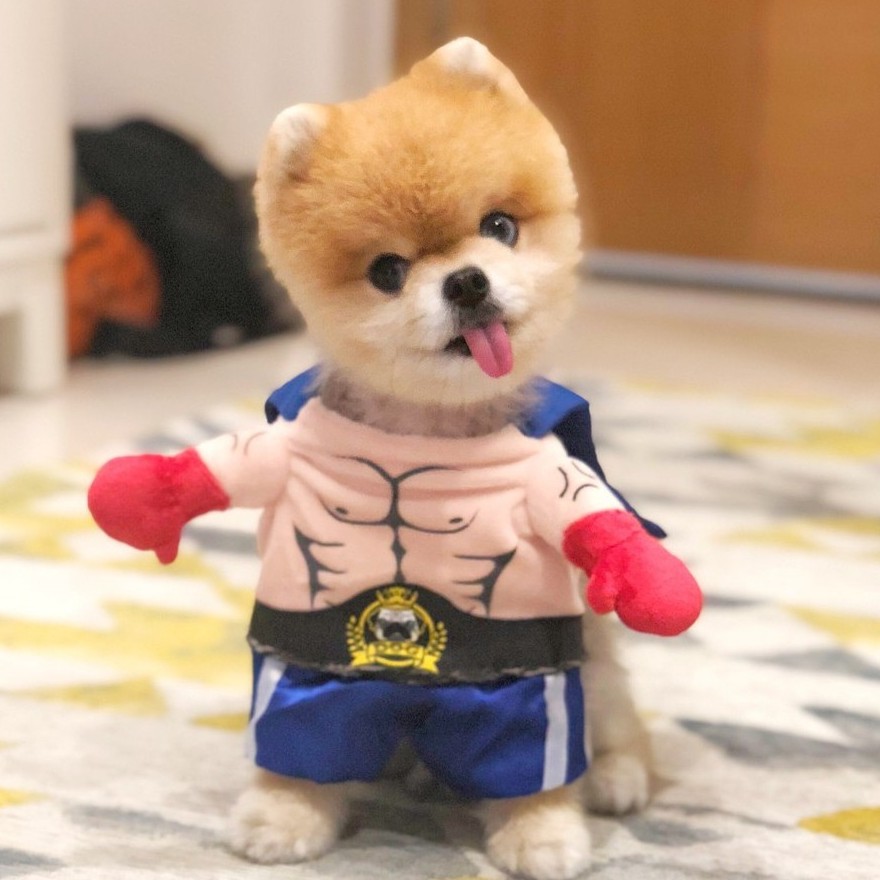 Jual Kostum Kucing Lucu Anjing Hewan Boxer Petinju Baju Unik | Shopee ...