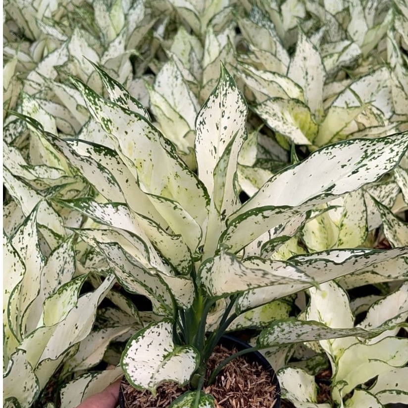 Jual Aglonema Siam Paragon Tanaman Aglonema Aglaonema Hias Aglonema ...