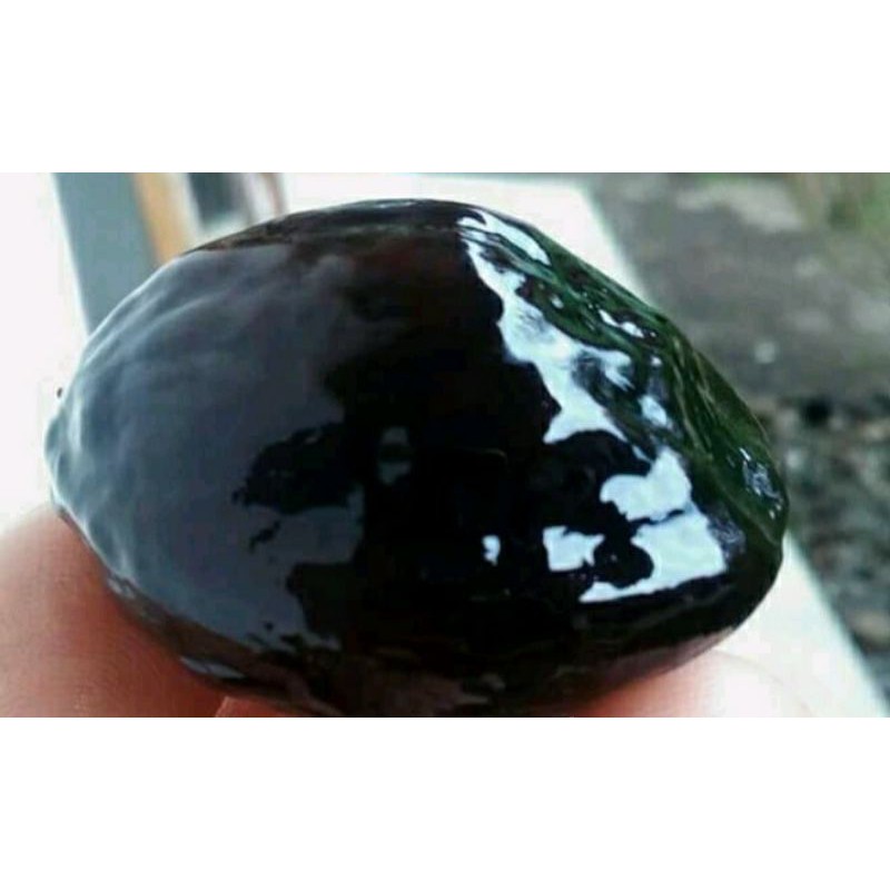 Jual Muncang adu jenis cucuk Jawa ORI bahan Kojo | Shopee Indonesia