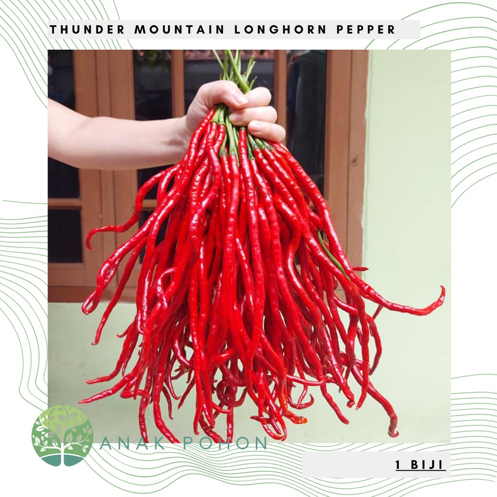 Jual Benih Bibit Biji - Cabai Thunder Mountain Longhorn Pepper Seeds ...