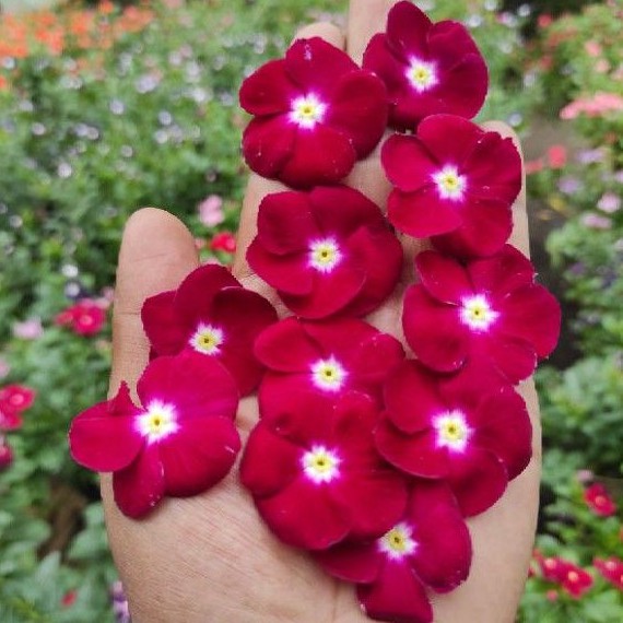 Jual vinca merah #2000 tegak | Shopee Indonesia