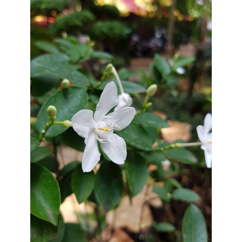 Jual tanaman melati Jasmine melati wangi|tanaman hidup | Shopee Indonesia