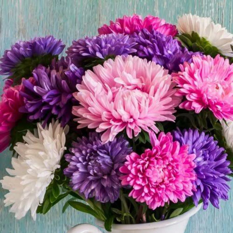 Jual benih BUNGA ASTER RAINBOW MIX isi 2 biji bibit tanaman | Shopee ...