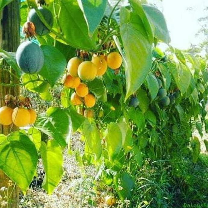 Jual pohon angur merah/tanaman anggur merah/bibit anggur fprt | Shopee ...