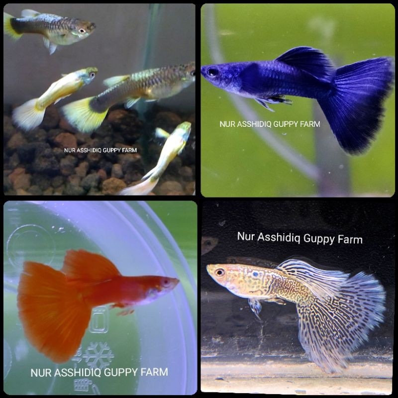 Jual guppy paket isi 4 jenis ( kode 4 ) | Shopee Indonesia