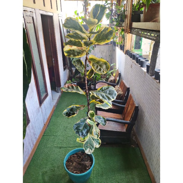 Jual ketapang biola varigata ficus lyrata tinggi 2 meter realpict ...