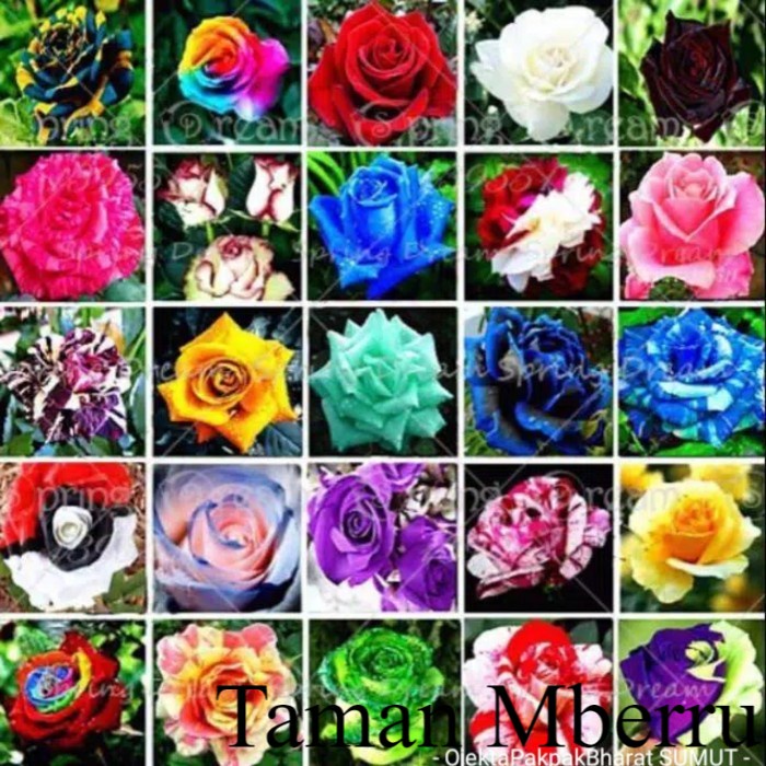 Jual Tanaman Hidup Mawar Random 5 Varian Bunga Mawar Rare Rose Dikirim ...