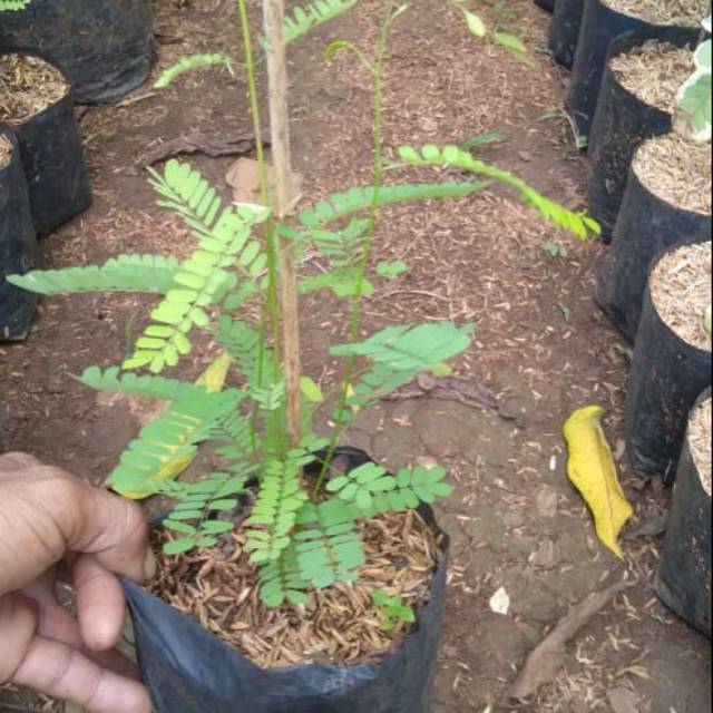 Jual Tanaman obat pohon saga zahid taman | Shopee Indonesia