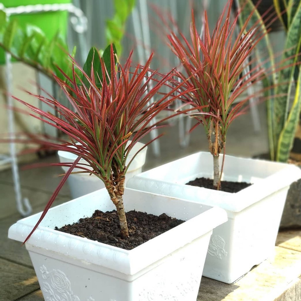 Jual Tanaman hias Dracena tricolor merah | Shopee Indonesia