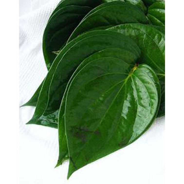 Jual Daun Sirih Segar- Obat Herbal Daun Sirih | Shopee Indonesia