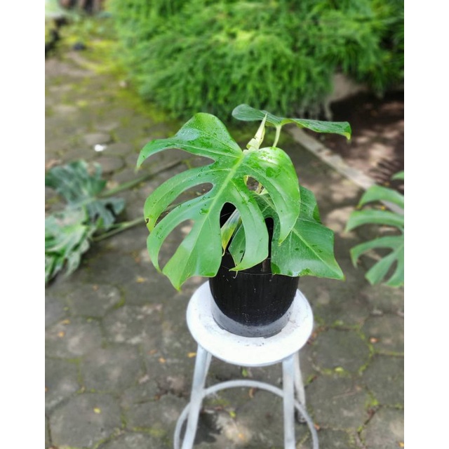 Jual Monstera Deliciousa King - Monstera King - Tanaman Hias Monstera ...