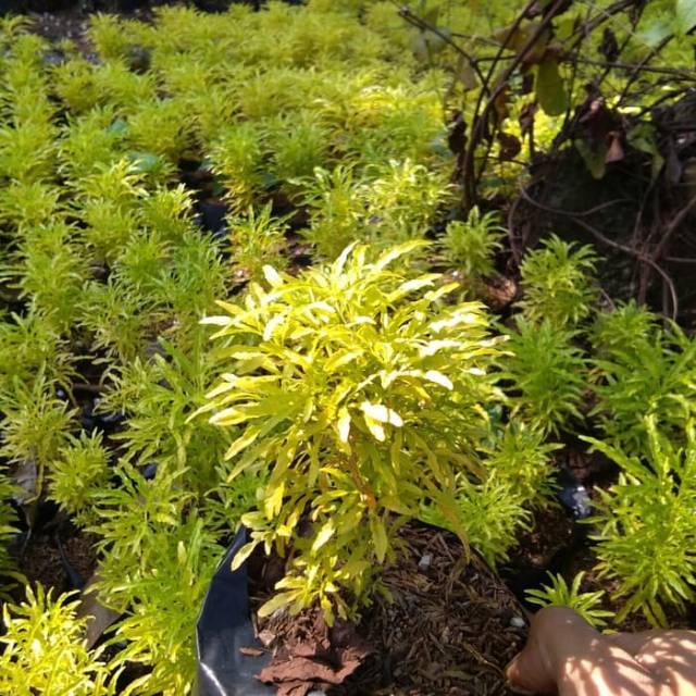 Jual brokoli kuning - hiasan taman - tanaman hias brokoli kuning ...