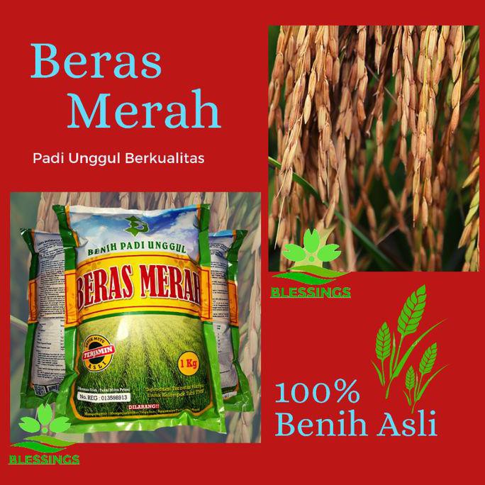 Jual Benih Padi Beras Merah / Bibit Padi Beras Merah | Shopee Indonesia
