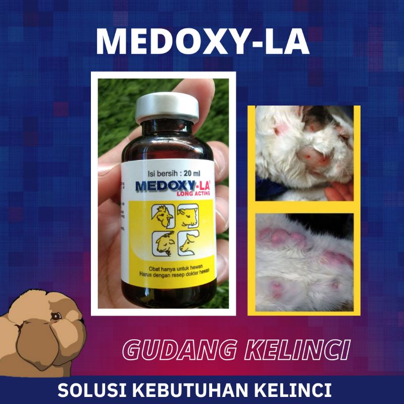 Jual (GRATIS SUNTIKAN) OBAT MASTITIS PADA KELINCI DAN HEWAN LAINYA ...